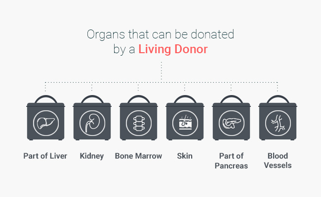 Dummy’s Guide To Organ Donation | Infographics