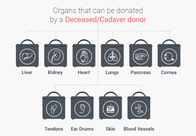 Dummys Guide To Organ Donation Infographics 