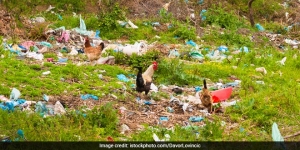 Pollution In Poultry Farms Due To Improper Waste Disposal: National ...