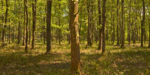 Ganga Rejuvenation: Massive Plantation Drive In 134,000 Hectares Area ...