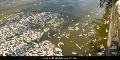 Yamuna Pollution: Dead Fish At Mathura Ghats Raise Pollution Alarm | News