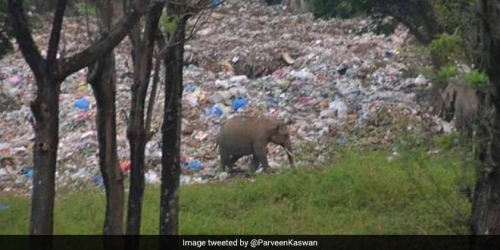 Plastic Is Taking A Toll On Our Planet As This Heartbreaking Picture Of ...