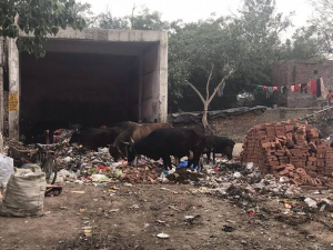 India’s ‘Mount Everest Of Trash’ – Ghazipur Is Set To Grow Taller Than ...