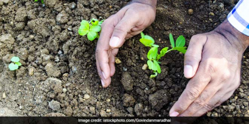 Delhi Gurdwaras To Go Green, Will Plant 1 Lakh Trees To Mark The 550th ...