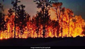 India Has Already Witnessed Multiple Big Forest Fires This Year: Here ...