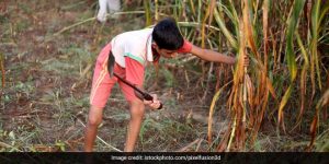 Millets Can Help Fight Climatic Change And Nutritional Challenges | Blogs