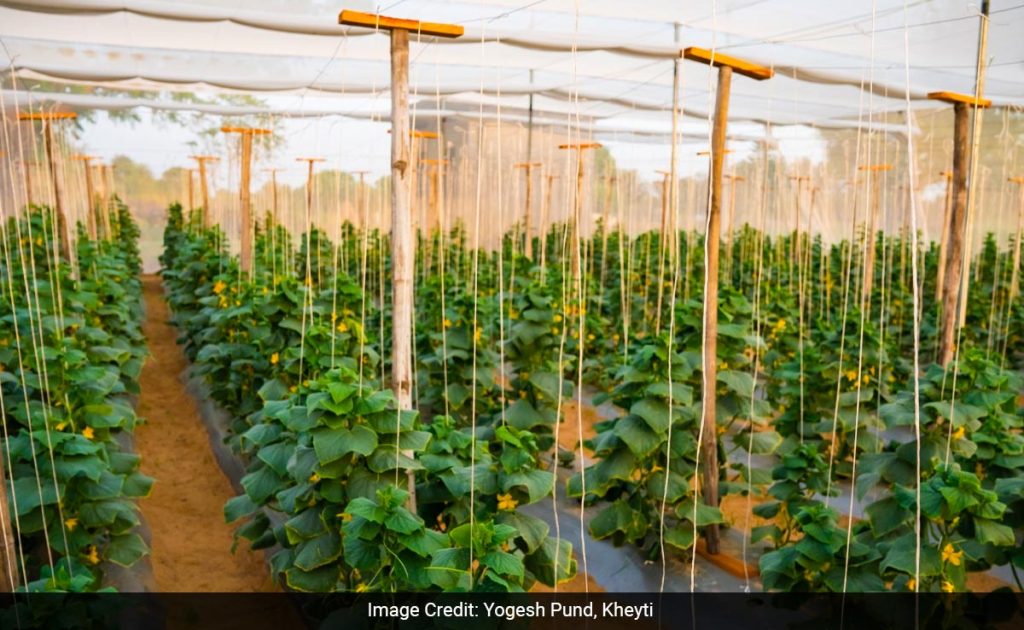 Less Water, More Yield: Earthshot Prize Winning ‘Greenhouse-In-A-Box ...