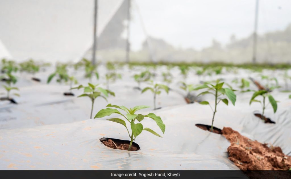 Less Water, More Yield: Earthshot Prize Winning ‘Greenhouse-In-A-Box ...